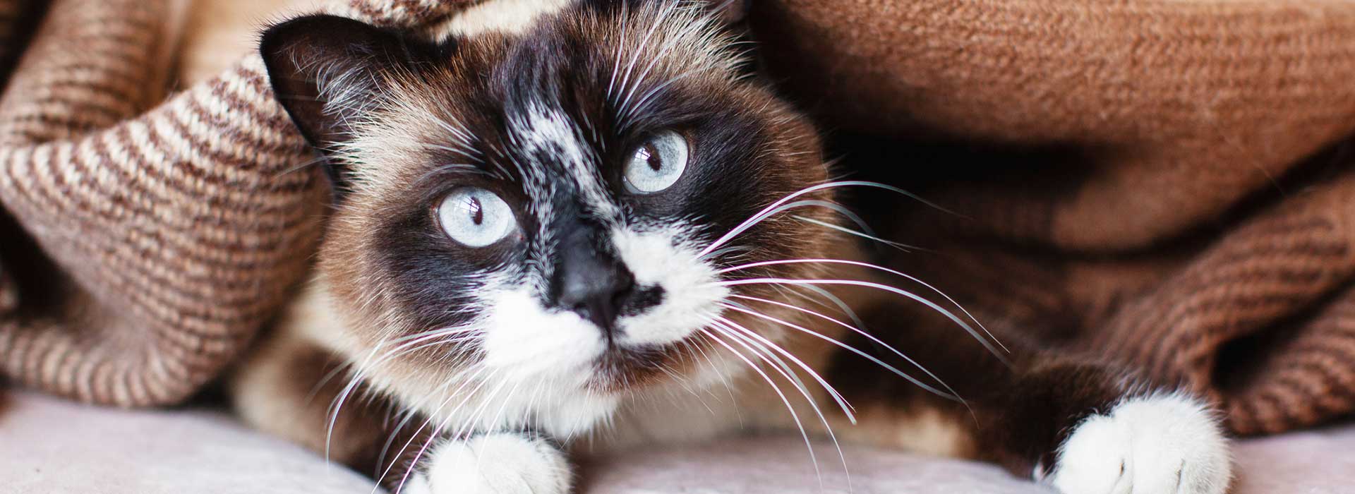 When to Consider Euthanasia for Your Cat | The Gentle Farewell
